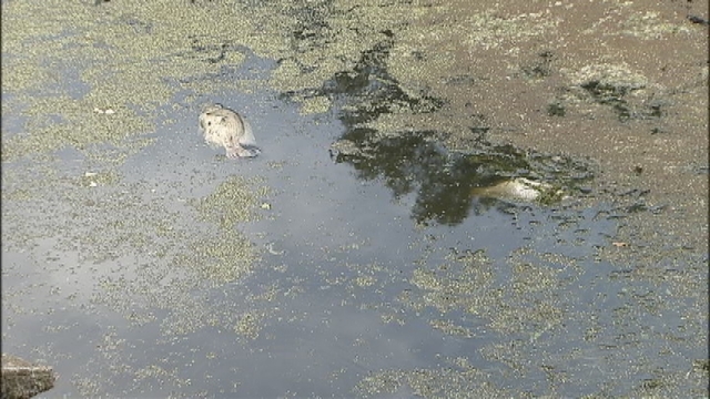 Residents worry smelly pond in Winter Springs will become hazard | WFTV