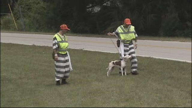 Brevard sheriff calls chain-gang work program a success | WFTV