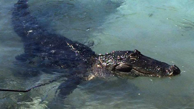 Despite alligator sighting in Silver Glen Springs, swimmers return | WFTV