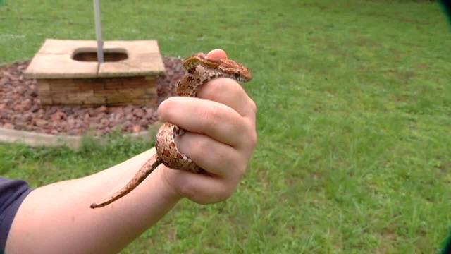 VIDEO: Florida mom lets snake bite baby to 'teach a lesson' | WFTV
