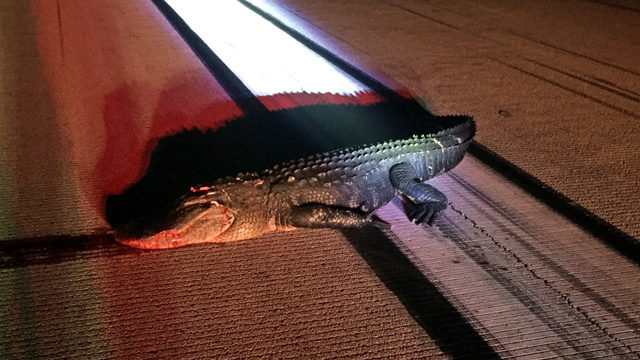 Plane hits gator: Pilot hits alligator while landing plane at Orlando ...