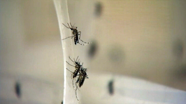 Brevard County: Moderate emergence of salt marsh mosquitoes | WFTV